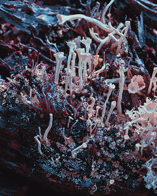 Maisonneuve | Mycelium Ghost